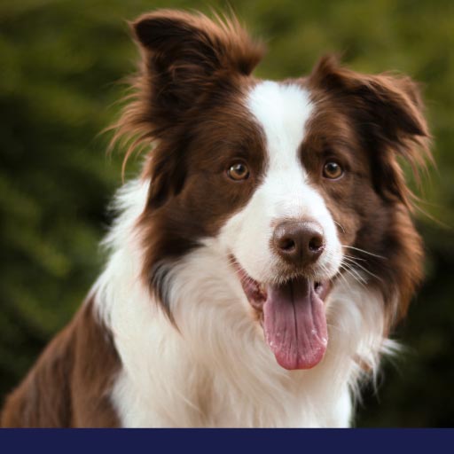 Breeds & Profile - Info on Dog and Cat Breeds | PetlifeAU™