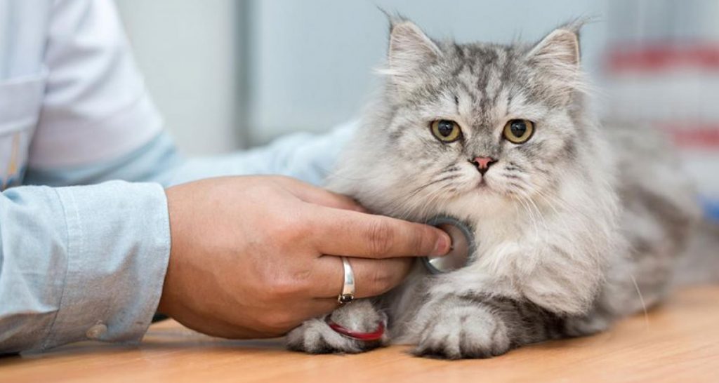 What You Should Know About Performing CPR On Cats - PetlifeAU™