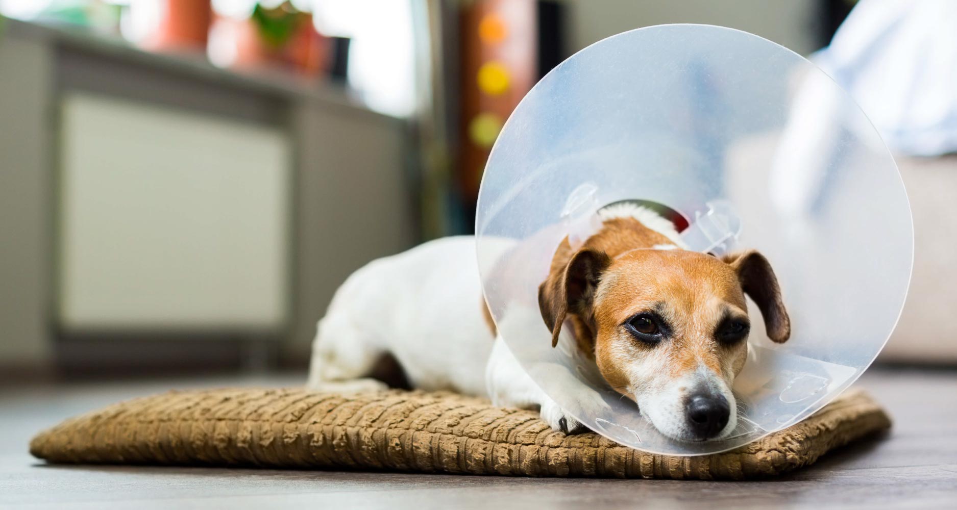 Abscesses In Dogs - PetlifeAU™
