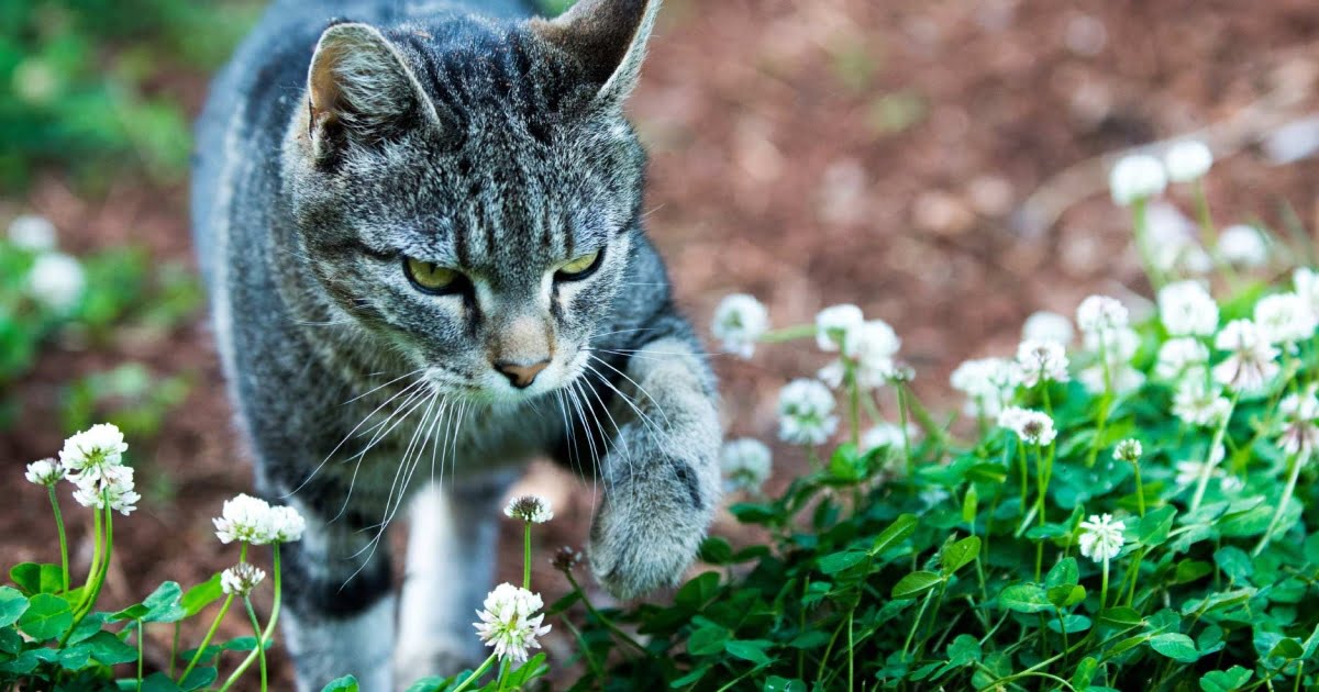 Routines For Cats - PetlifeAU™