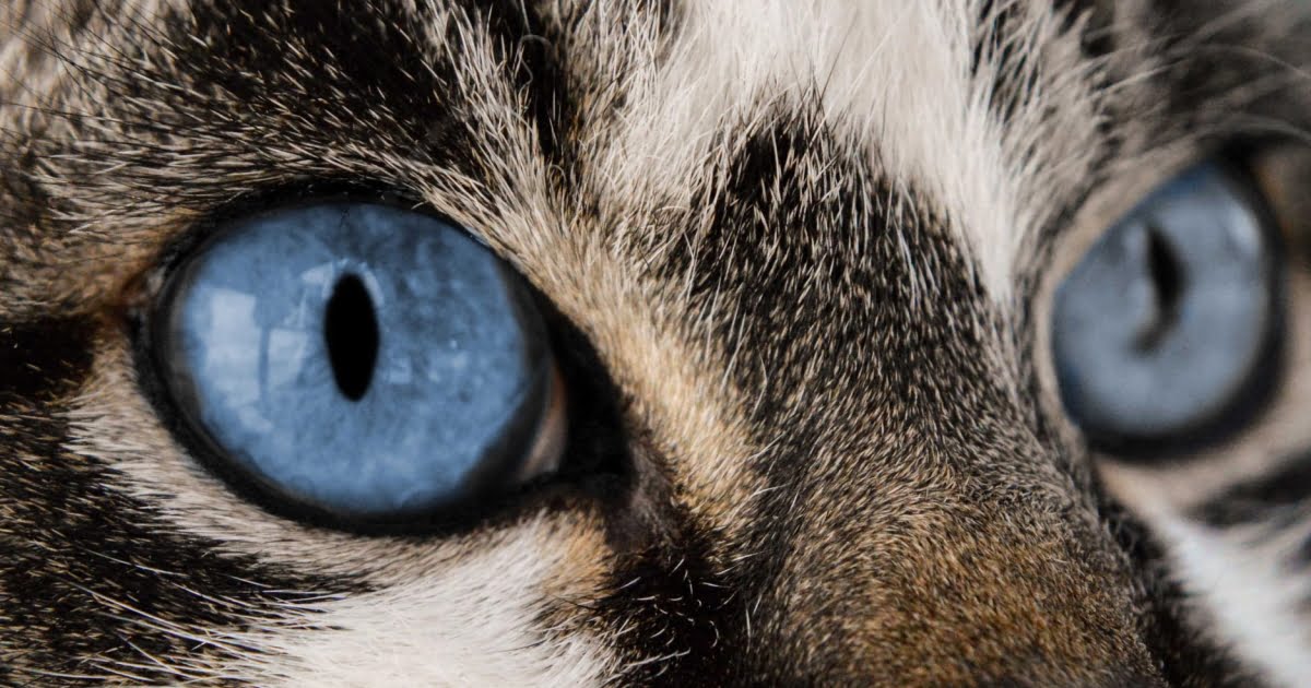 A List Of Common Eye Conditions In Felines - PetlifeAU™