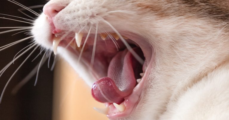 Stages And Treatment Of Gum Disease In Cats - PetlifeAU™