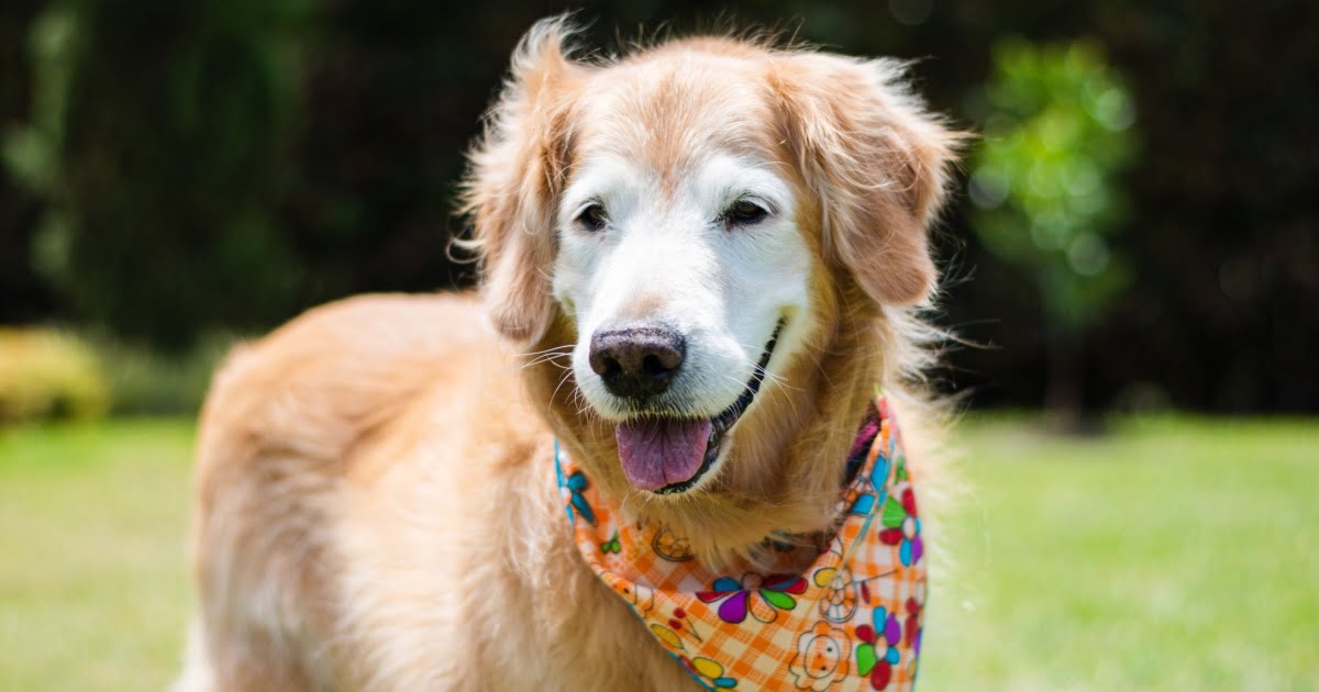 Caring For Your Toothless Dog - PetlifeAU™