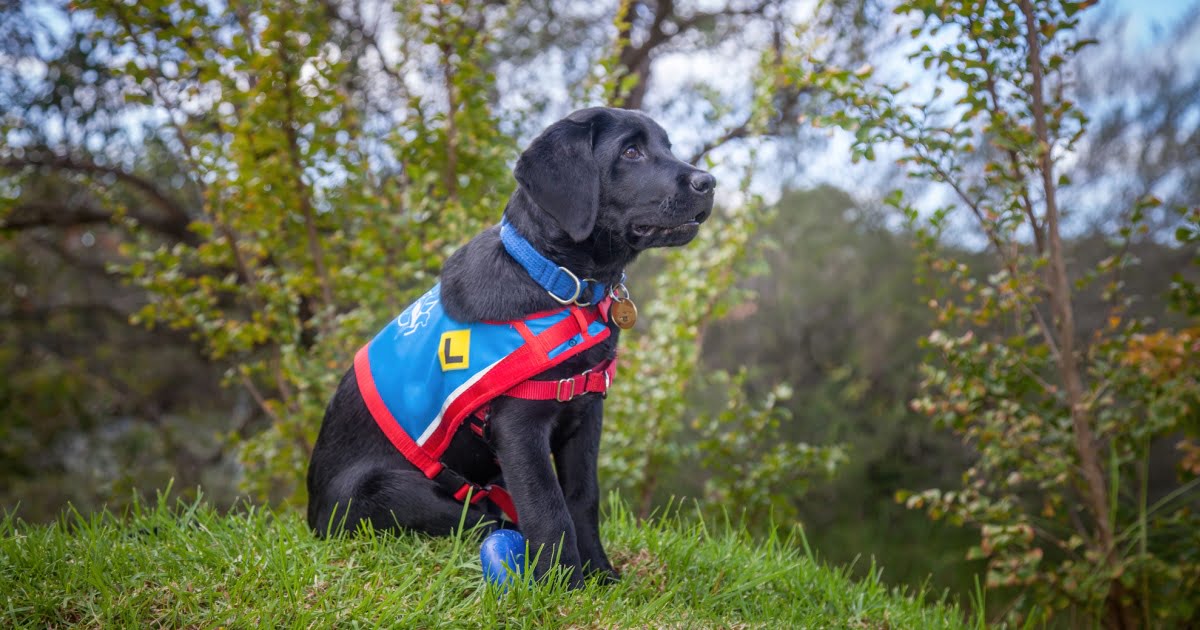 Knowing More About Service Dogs - PetlifeAU™