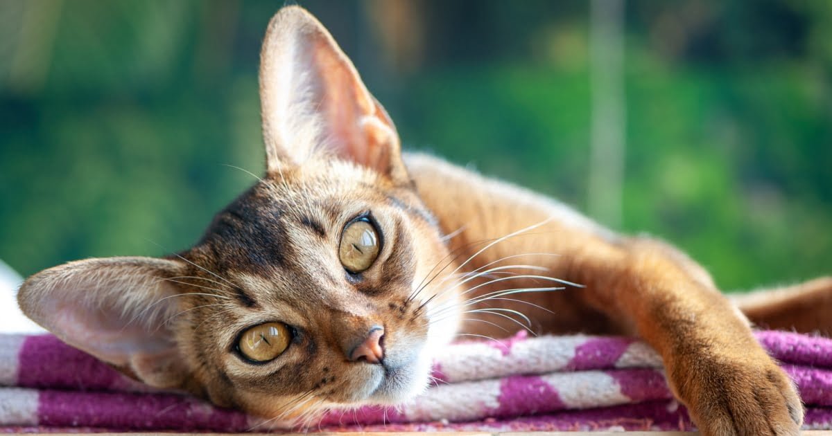 Most Popular Cats - PetlifeAU™