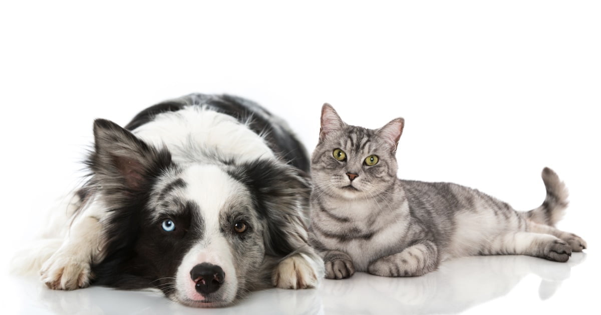 Gastrointestinal Health In Dogs And Cats - PetlifeAU™