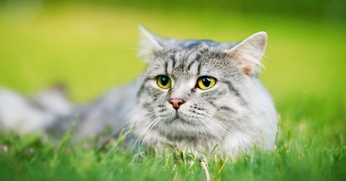 Caring For Your Cat’s Ears - PetlifeAU™